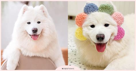 「薩摩耶犬」介紹＋6個冷知識！外號微笑天使、是世界上最可愛的馴鹿！ 薩摩耶、狗狗品種介紹、可愛寵物、冷知識、雪橇三傻 寵物圈圈