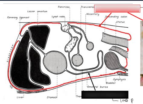 Diagram Of Peritoneum Quizlet