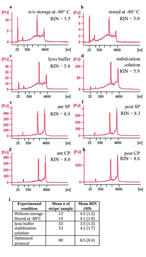 Rna Quality After Different Processing Conditions Was Analysed On Download Scientific Diagram