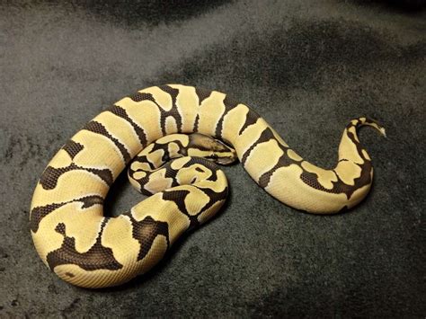 Desert Ghost Königspython Python Regius Rheinfelden Herten