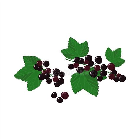 Cassis Plant Stock Illustrations 61 Cassis Plant Stock Illustrations