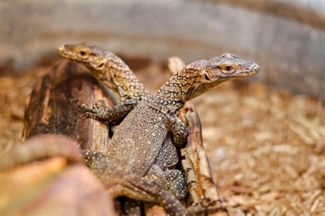 32 Facts About Asexual