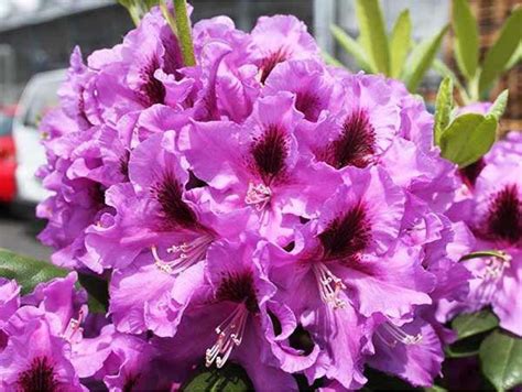 Rododendron Fioletowy Rasputin