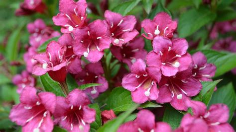 How To Plant Grow And Care For Wine And Roses Weigela