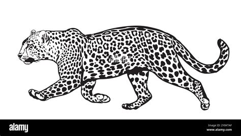 Running Leopard Big Wild Cat African Design Character Vector Illustration On White Background