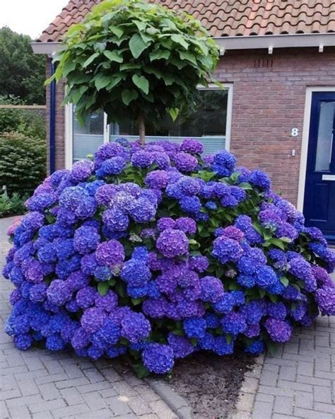 Кустовые цветы для сада многолетние (много фото) - treepics.ru