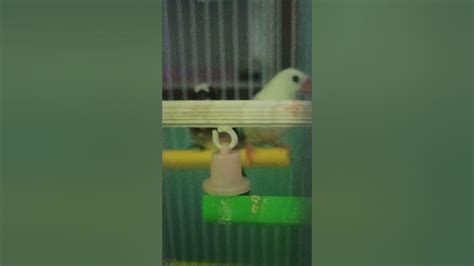 Cute Berd Kuku Youtube