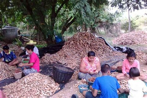 ກຸ່ມຊື້ຂາຍຫມາກຂາມສົ້ມ ແລະ ຫວານ