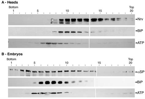 Immunoblot Analysis Of Samples Fractionated On 10 30 Optiprep Density Download Scientific