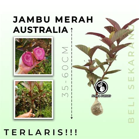 Jual Pohon Jambu Merah Australia Jambu Biji Ungu Bibit Pohon Jambu Merah Australia Shopee