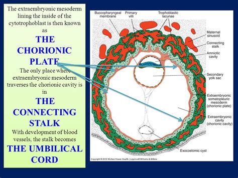 Chorionic Plate