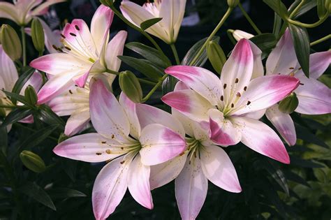 Types Of Lilies And Their Meanings