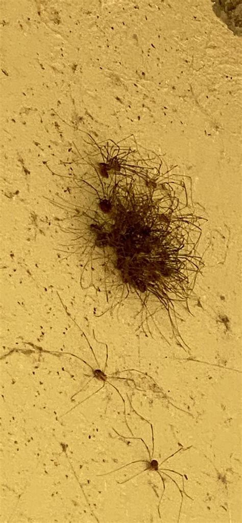 Big Pile Of… Daddy Long Legs Why R Insects
