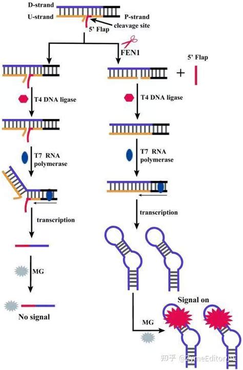 干货 酶定向进化之基因型与表型的关联 知乎