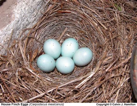 House Finch Egg