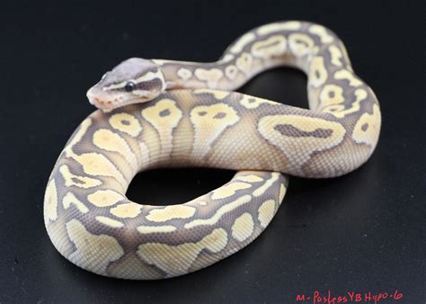 Pastel Lesser Yb Hypo Ball Python By On Point Ball Pythons Morphmarket