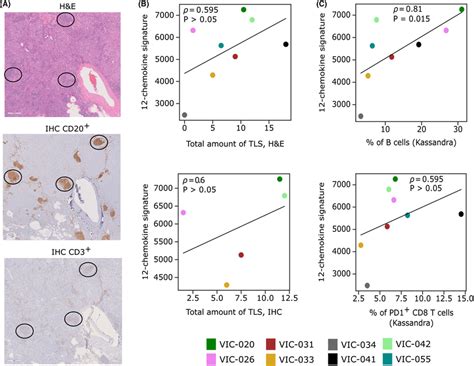 Assessment Of TLS As A Predictive And Prognostic Marker A Manually Download Scientific