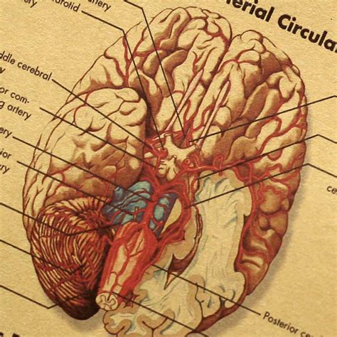 Poster Dán Tường Hình Cấu Tạo Cơ Thể Người Độc Đáo HolCim Kênh Xây Dựng Và Nội Thất