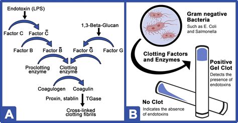 Frontiers Horseshoe Crab Aquaculture As A Sustainable Endotoxin