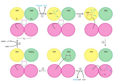 Biochem Chp 17 The Citric Acid Cycle Flashcards Quizlet