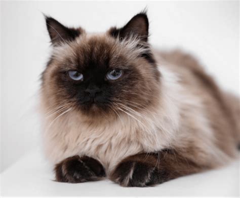 Cat Balinese
