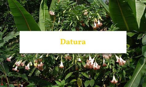 Datura Effective Datura Weed Control Methods