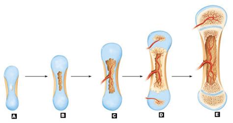 Endochondral Bone Formation Steps