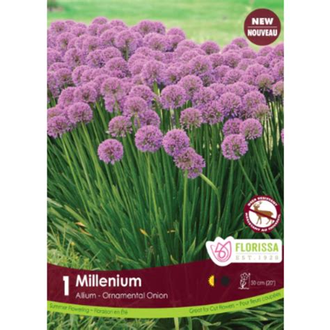 Bulbs Allium Millenium 1pkg Scotts Nursery Ltd