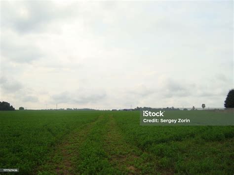 구름이 있는 하늘 아래 하루의 끝에 평평한 무성한 녹색 잔디 밭에 비포장 도로 도로의 러트 잔디의 녹색 카펫을 통해 잘라 평평한