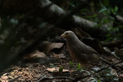 Jungle Babbler Indian Free Photo On Pixabay