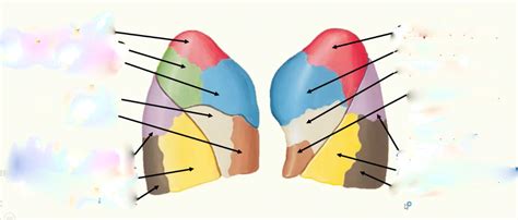 Bronchopulmonary Segments Diagram Quizlet
