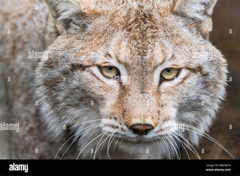 Lynx Ears