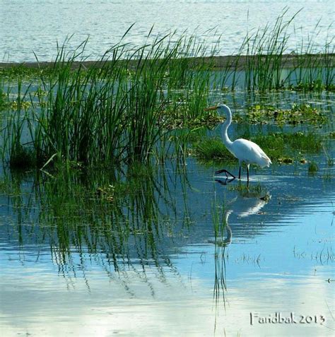 Crane On Lake Chapala Chapala Paisajes Vistas