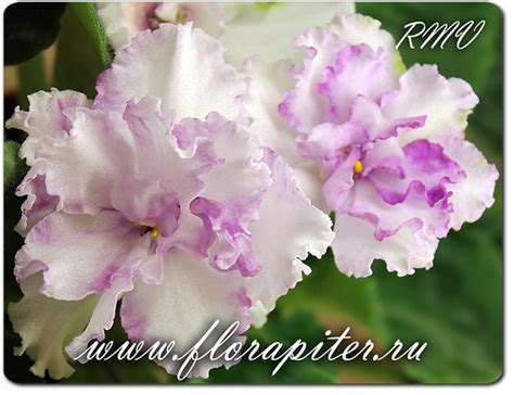 ЛФ-Мишель (Федосеева) | Фиалки, Цветение, Белые цветы