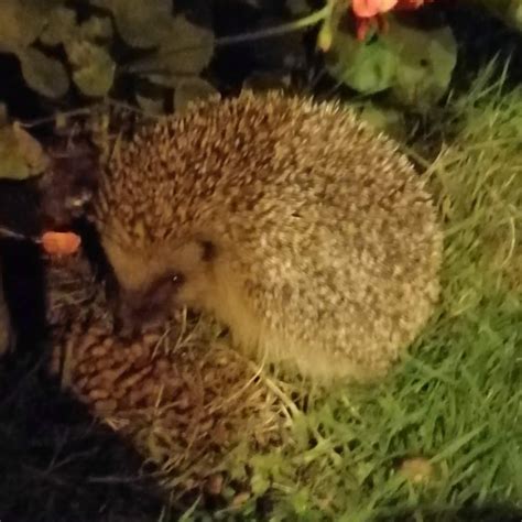 Toastcontroller Youtube