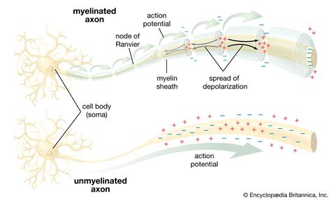 Neuroglial Cell Types By Location And Basic Function 48 Off