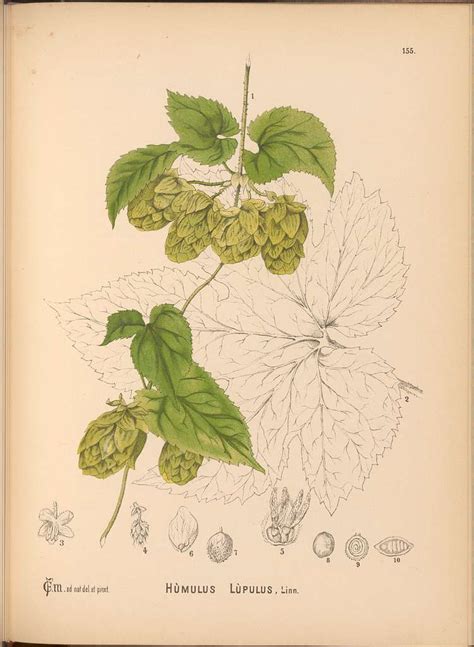 Medicinal Plants An Illustrated And Descriptive Guide To Plants