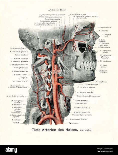 Throat Anatomy Images