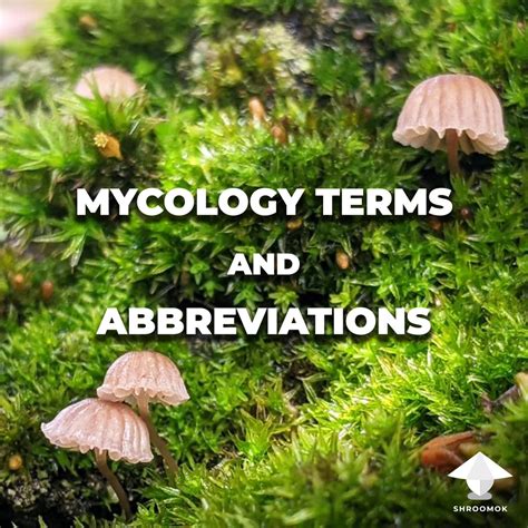 Data Charts Gallery On Shroomok