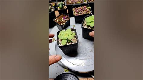 다드림 라이브 다육판매영상 다육판매방 다육판매하는곳 다육이 다육이를부탁해 다육이판매영상 다육이라이브 다육이화분 선인장 코덱스 코노피튬 Youtube