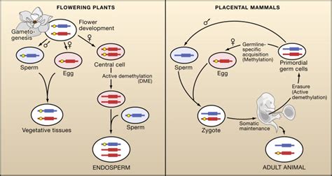 Genomic Imprinting Methylation