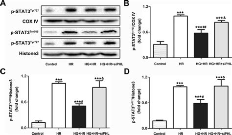 Levels Of Mitochondrial And Nuclear Stat3 In Vitro A Representative