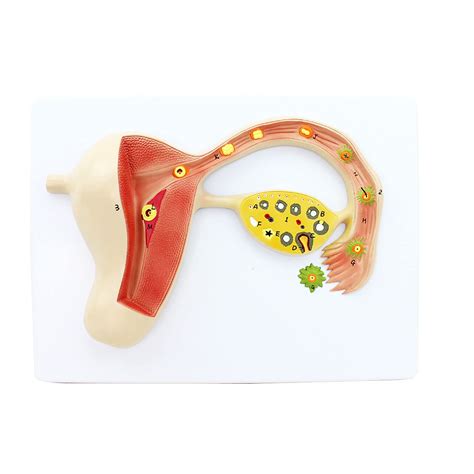 Buy Lbylyh Human Fertilized Egg Model Gestational Embryonic Development