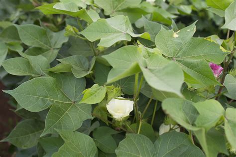 Increasing Yield And Quality Continue In Cotton Breeding