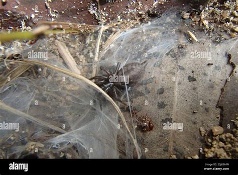 Paraembolides Variabilis Arachnida 62 Railway Parade Wentworth Falls Nsw 2782 Australia