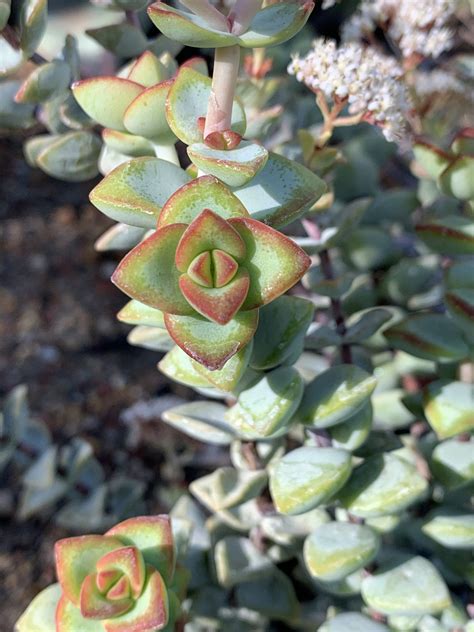 Crassula Rupestris The Ruth Bancroft Garden And Nursery
