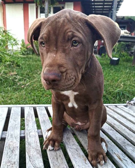 Cane Corso Pitbull Mix 18 Popular Cane Corso Mixes Youll Love With