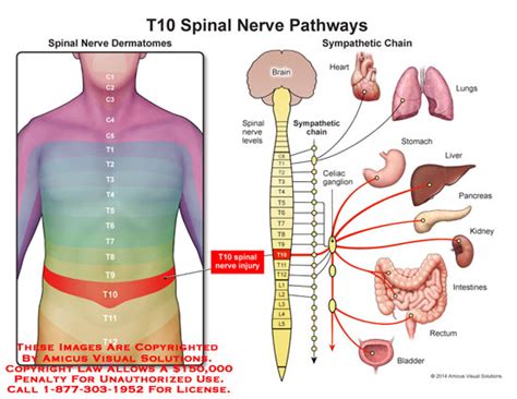 14130 02x T10 Spinal Nerve Pathways Anatomy Exhibits