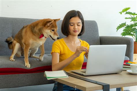 시바 Inu 일본 품종 현지 사냥 개는 홈 비즈니스에서 노란색 셔츠 작업에서 혼합 인종 소녀와 놀고 있었다 Live Event에 대한 스톡 사진 및 기타 이미지 Istock