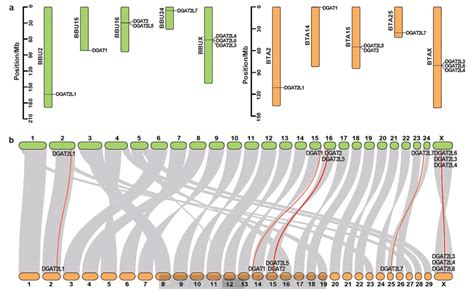 Chromosomal Distribution And Collinearity Analysis Of Dgat Genes In